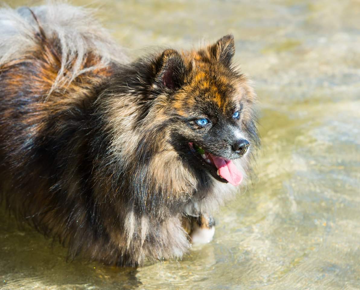 Pomsky for sale from Cocoafrost Pomskies UK